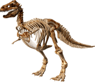 The Best Position for a Keyboard For Improved Office Ergonomics